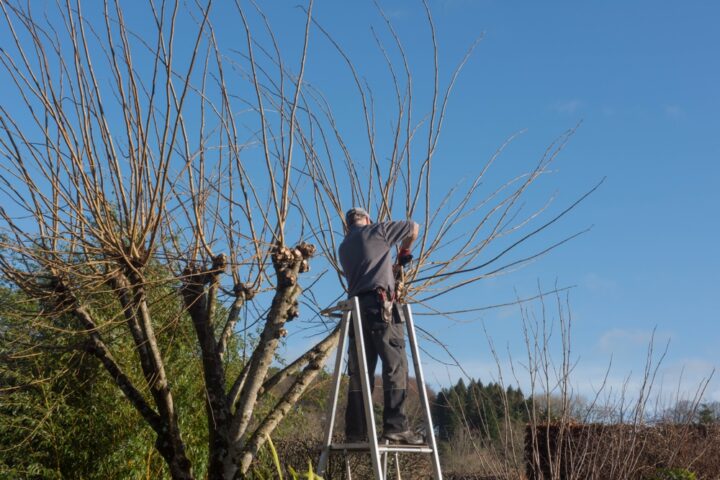 How to Master Tree Pollarding: A Practical Guide | MOOWY