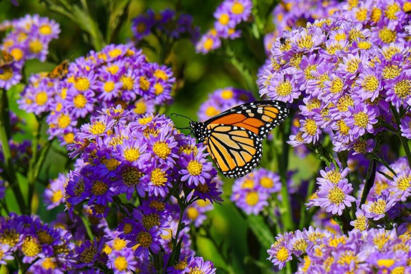 How to Create a Butterfly Garden: A Simple Guide | MOOWY