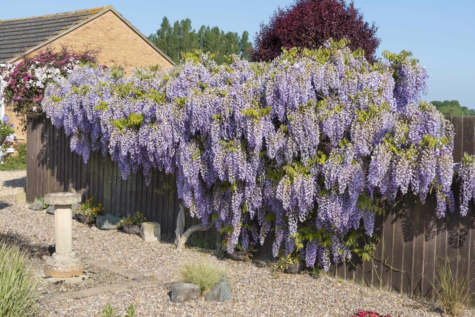 Growing Wisteria Made Simple | MOOWY