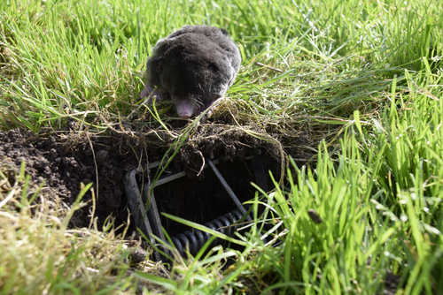 How to get rid of moles from your garden - Moowy UK